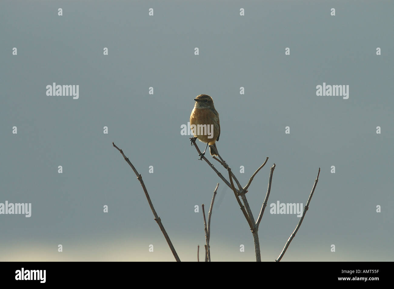 Cliff finch hi-res stock photography and images - Alamy