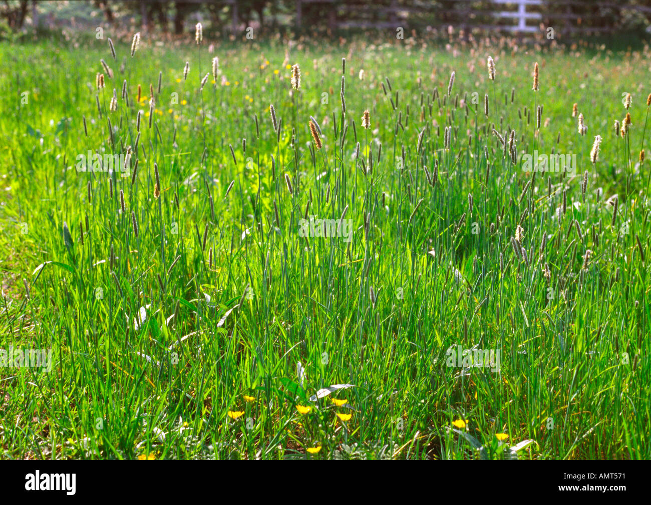 Wind pollination grasses hi-res stock photography and images - Alamy