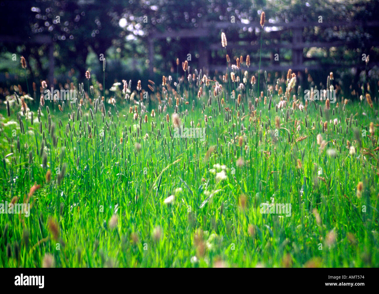 Wind pollination grasses hi-res stock photography and images - Alamy
