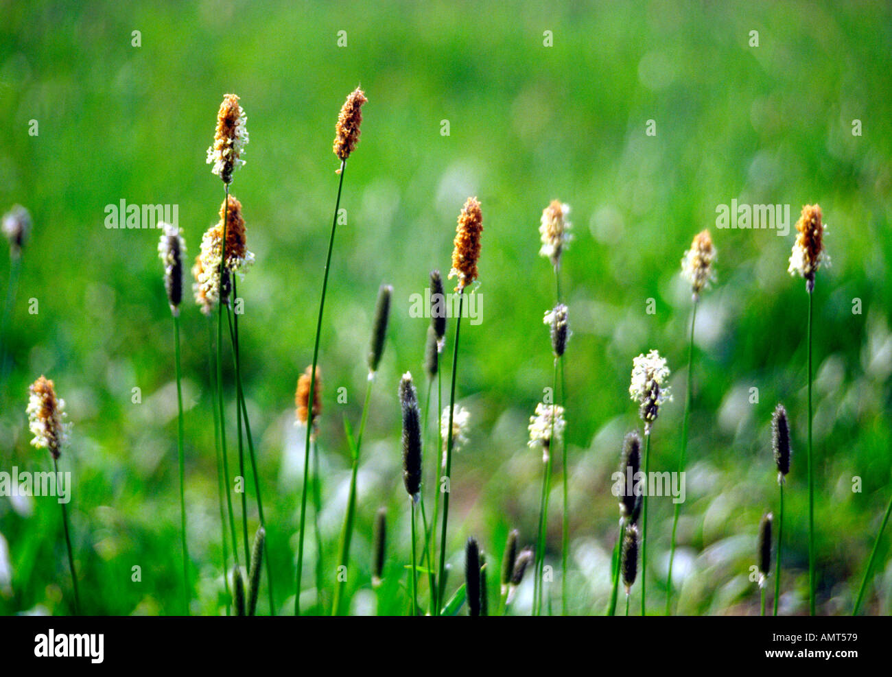 Wind pollination grasses hi-res stock photography and images - Alamy