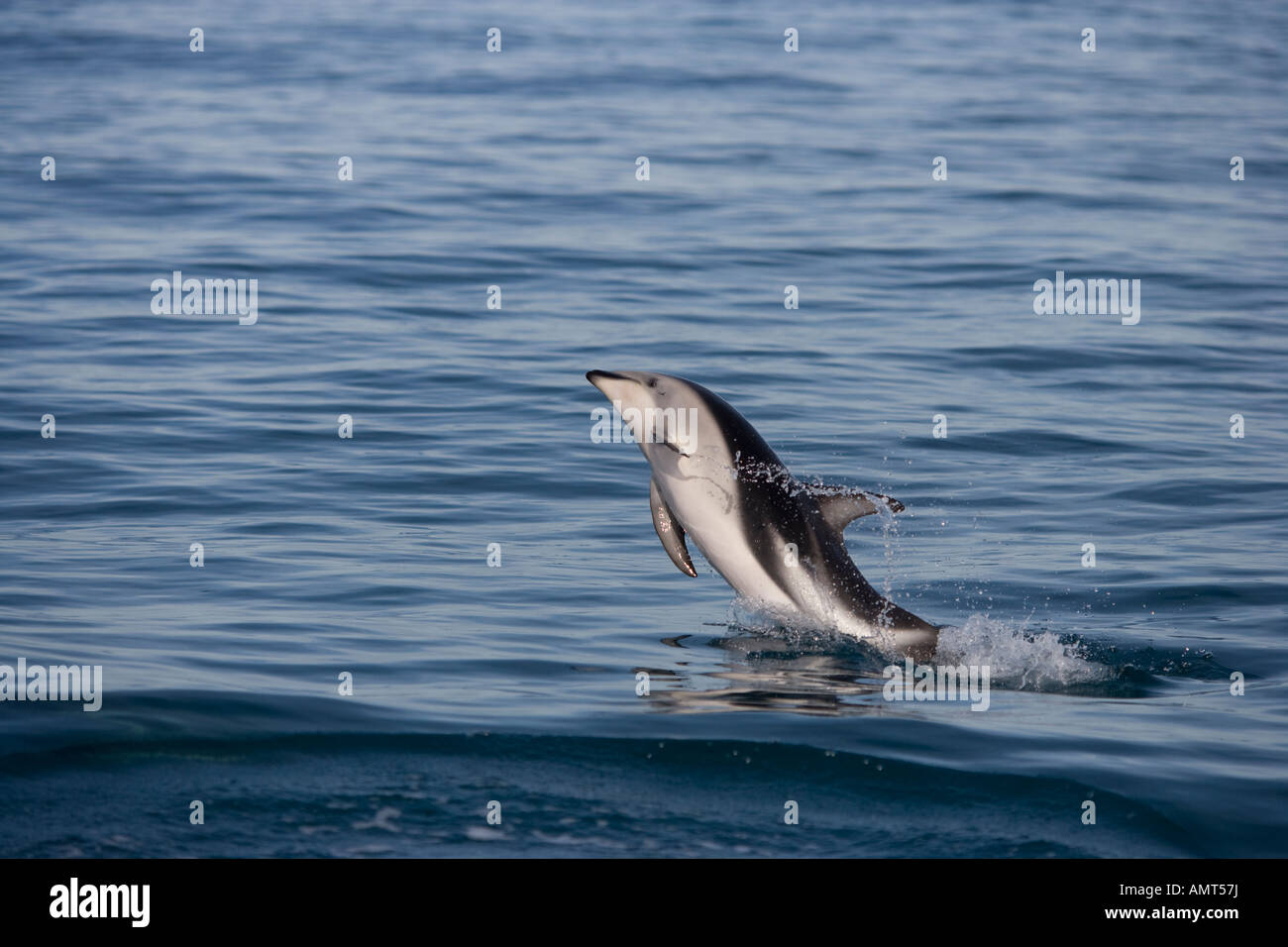 Dusky dolphin fish hi-res stock photography and images - Alamy