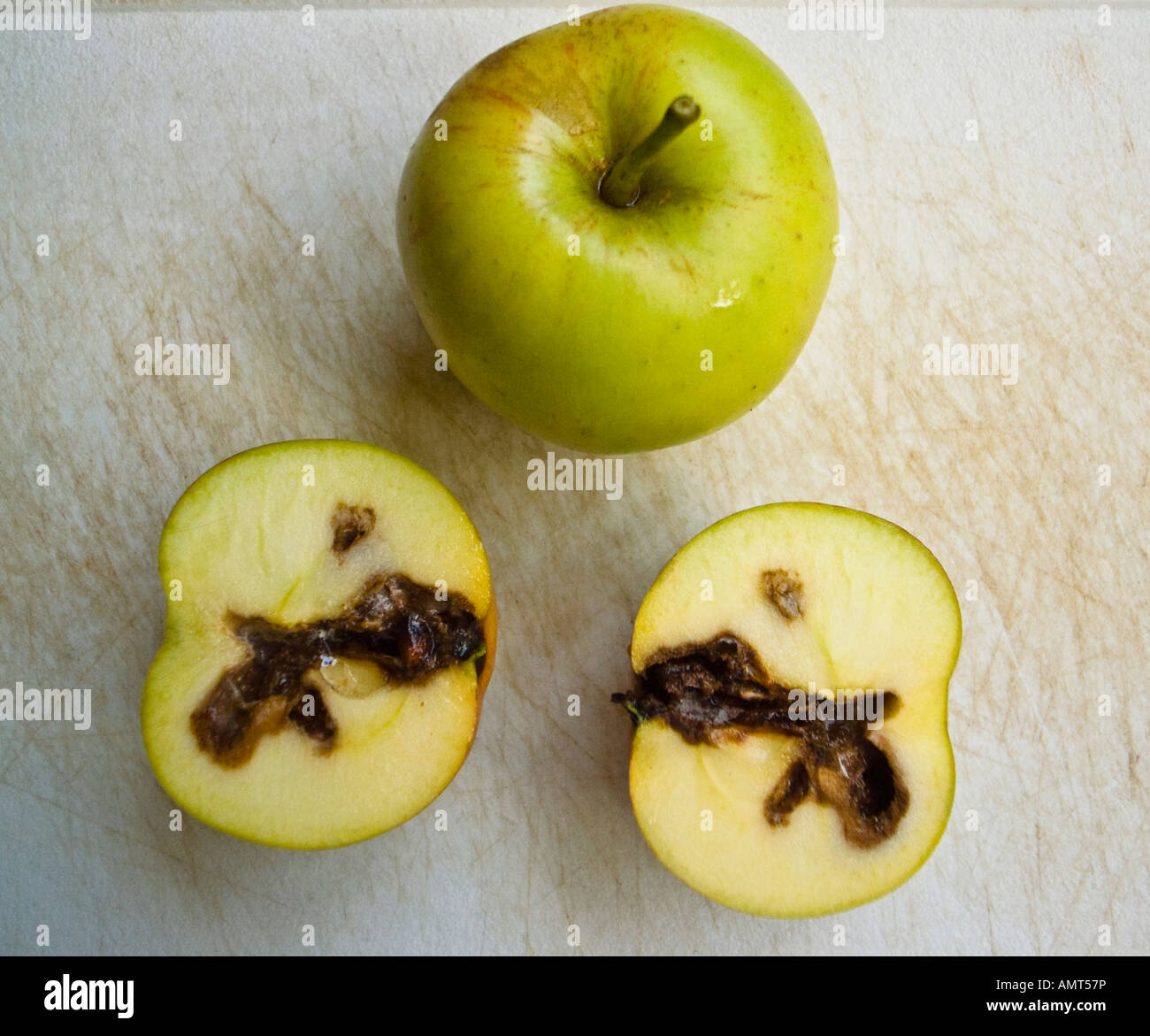 Apple cut open to show damage caused by invasive garden pest Stock ...