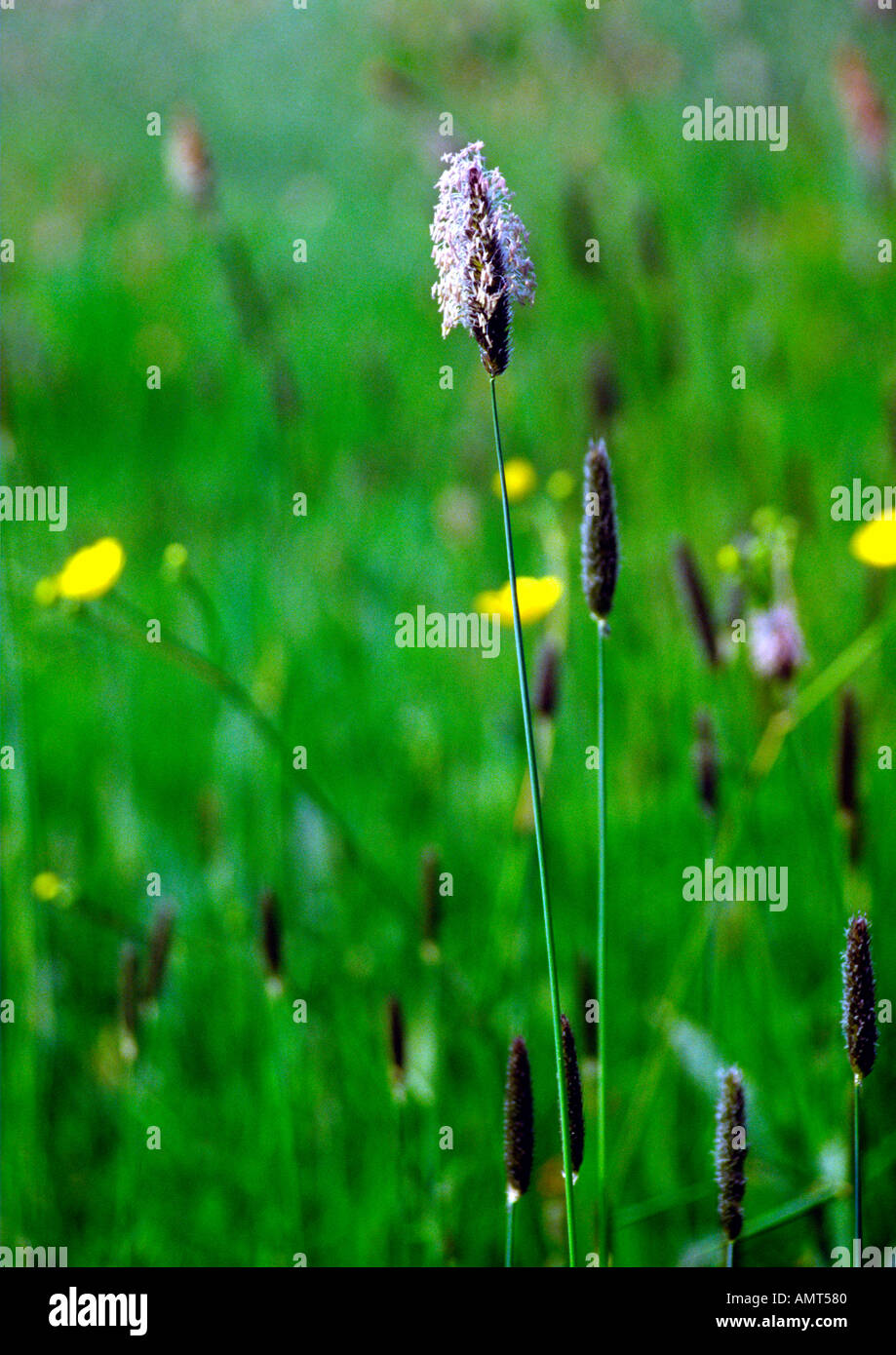Wind pollination grasses hi-res stock photography and images - Alamy