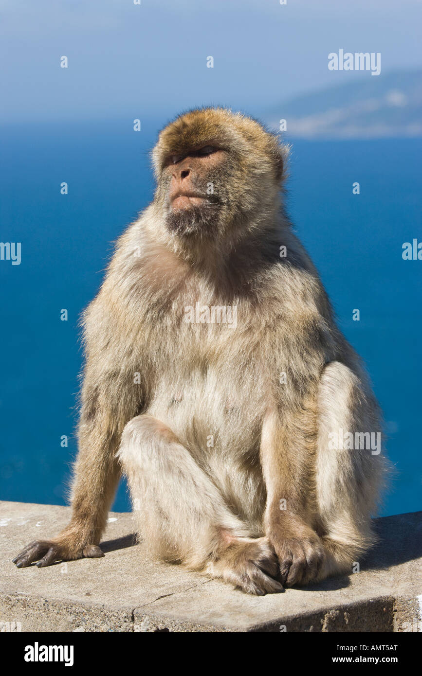 Gibraltar Apes at the apes den Stock Photo - Alamy