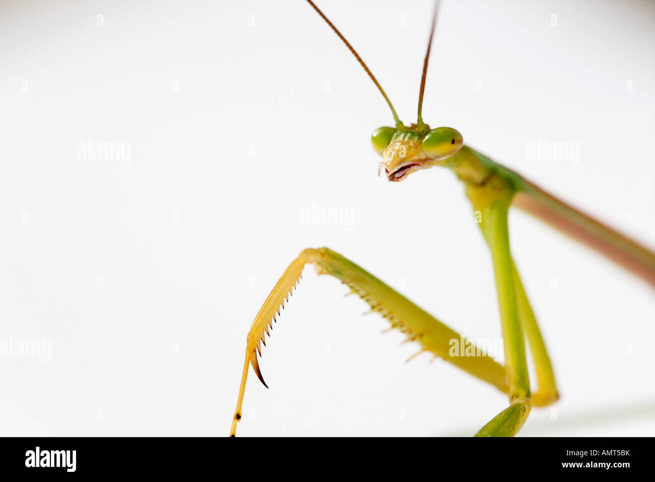 Praying mantis portrait on white Stock Photo - Alamy