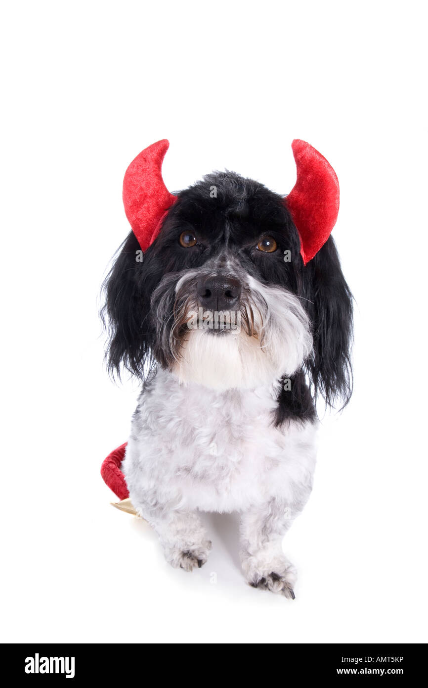 Devil Black Dog High Resolution Stock Photography and Images - Alamy