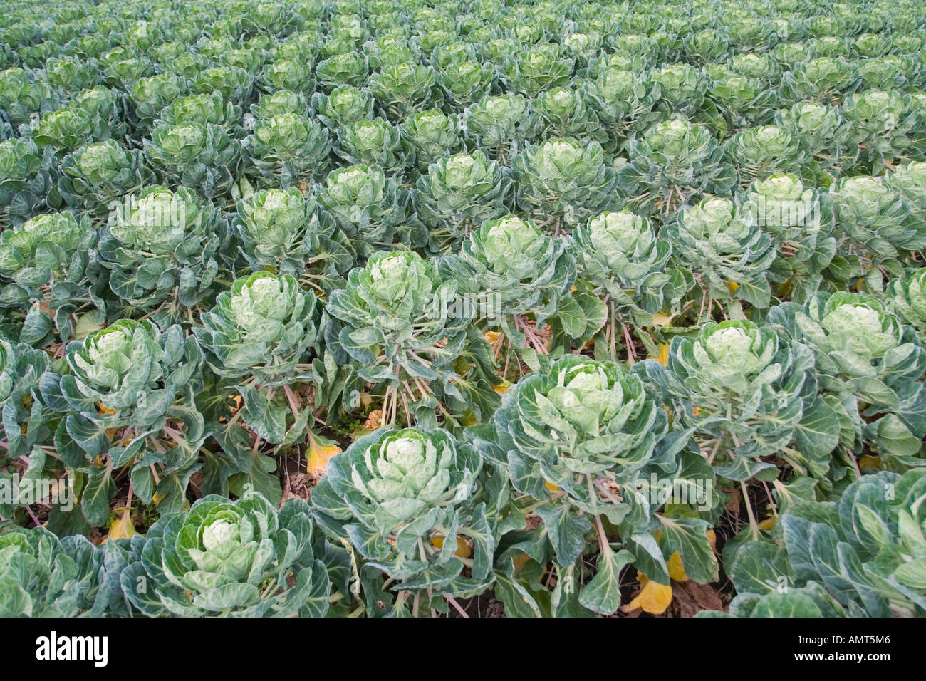 Brussels Sprouts Field Stock Photo - Alamy