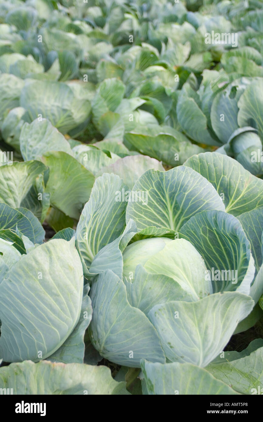 White cabbage field hi-res stock photography and images - Alamy