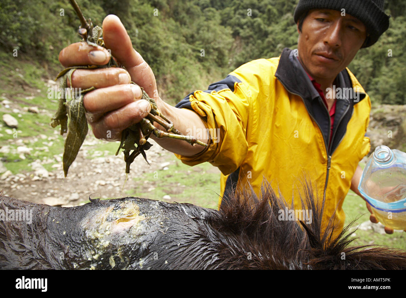 A mule driver applies the tea of a plant called matico to the back of a ...