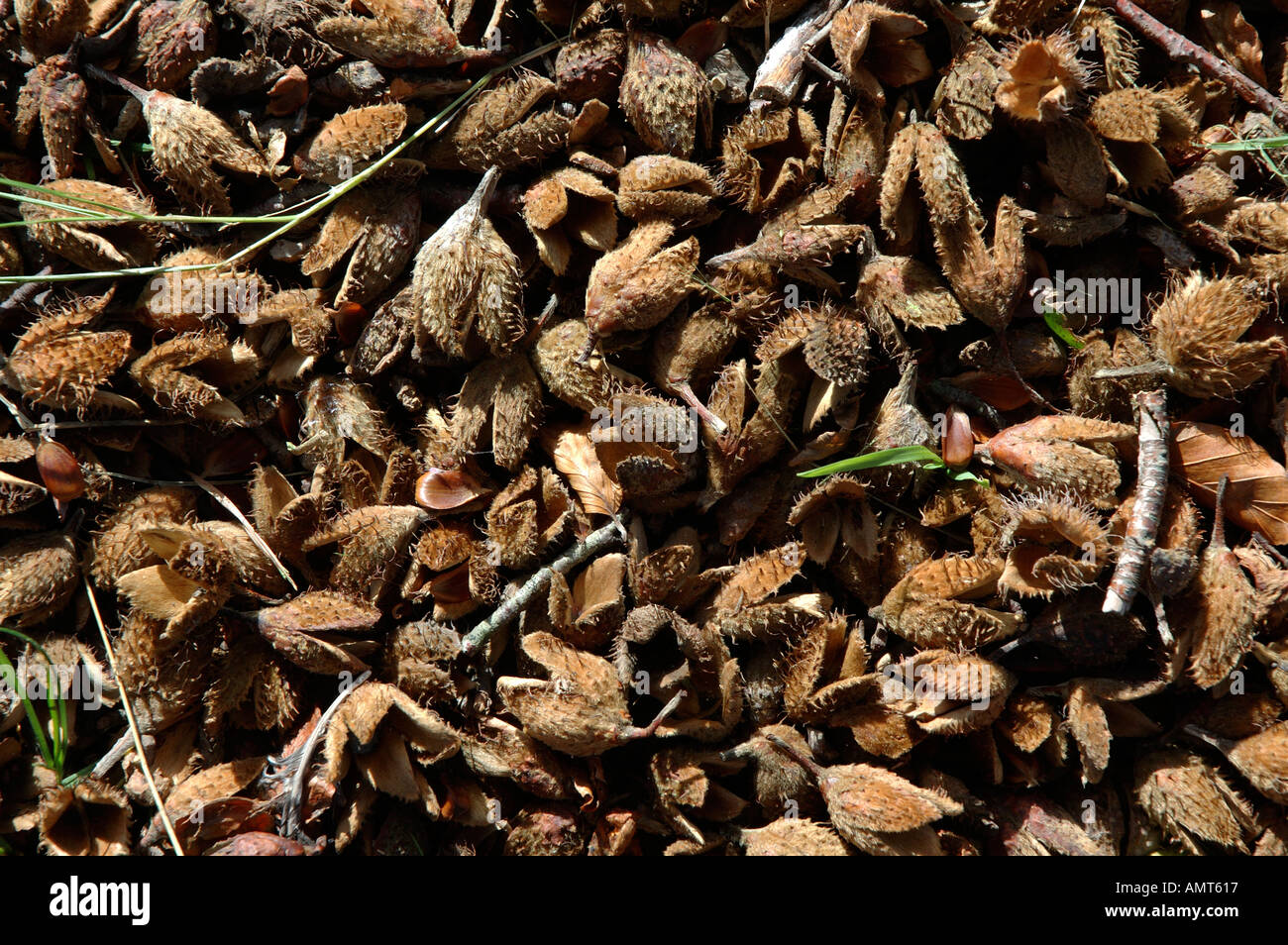 Husk beech hi-res stock photography and images - Alamy