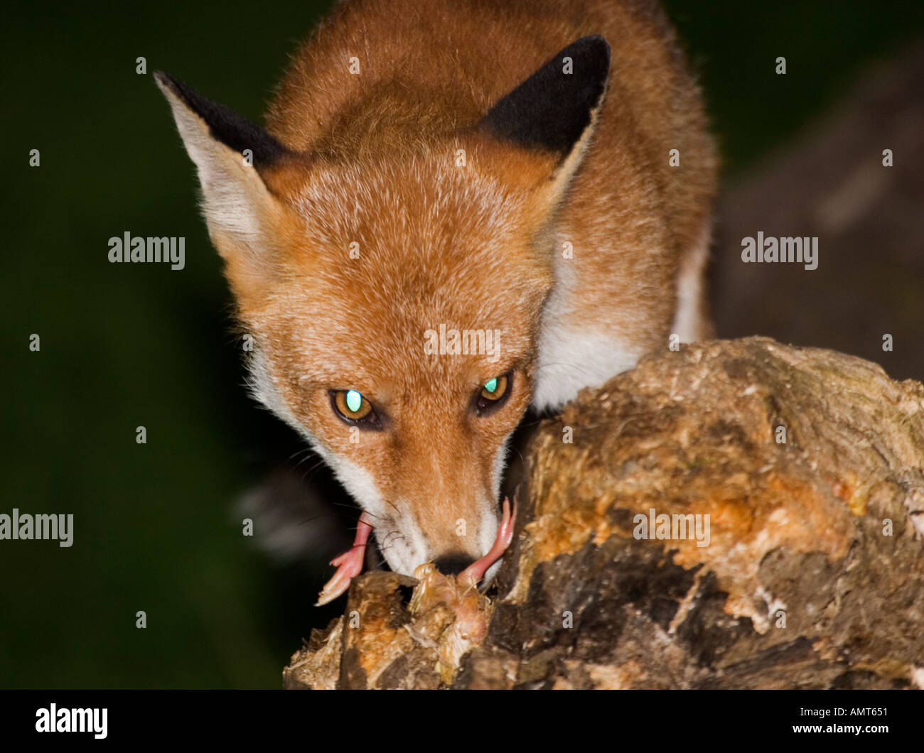 Young red fox with chick in his jaws Stock Photo - Alamy