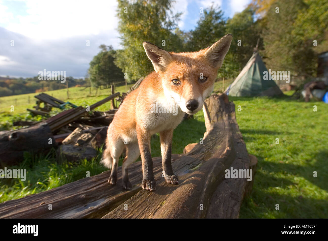Fox cub british isles hi-res stock photography and images - Alamy