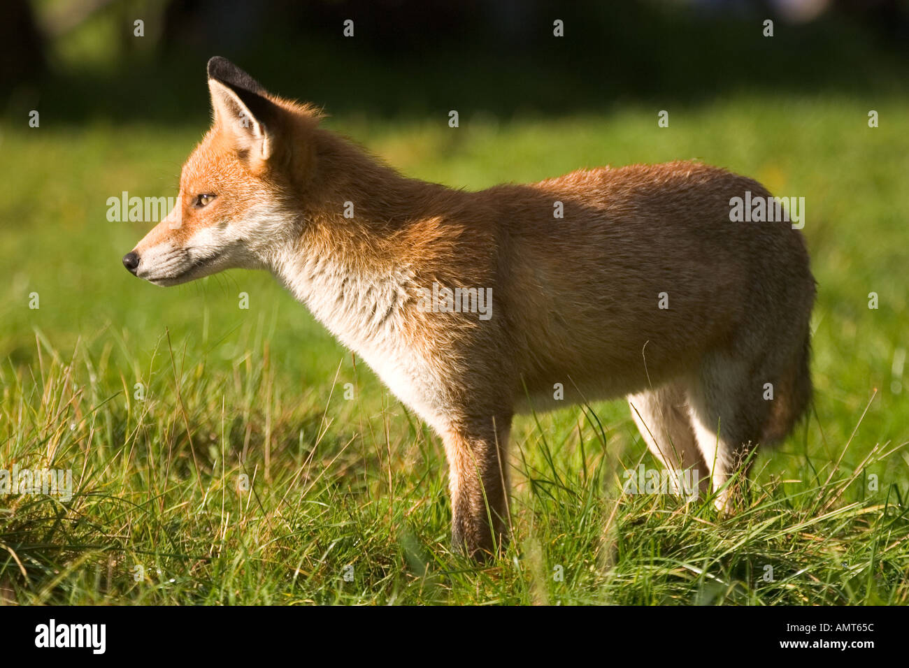 Fox Cub British Isles High Resolution Stock Photography and Images - Alamy