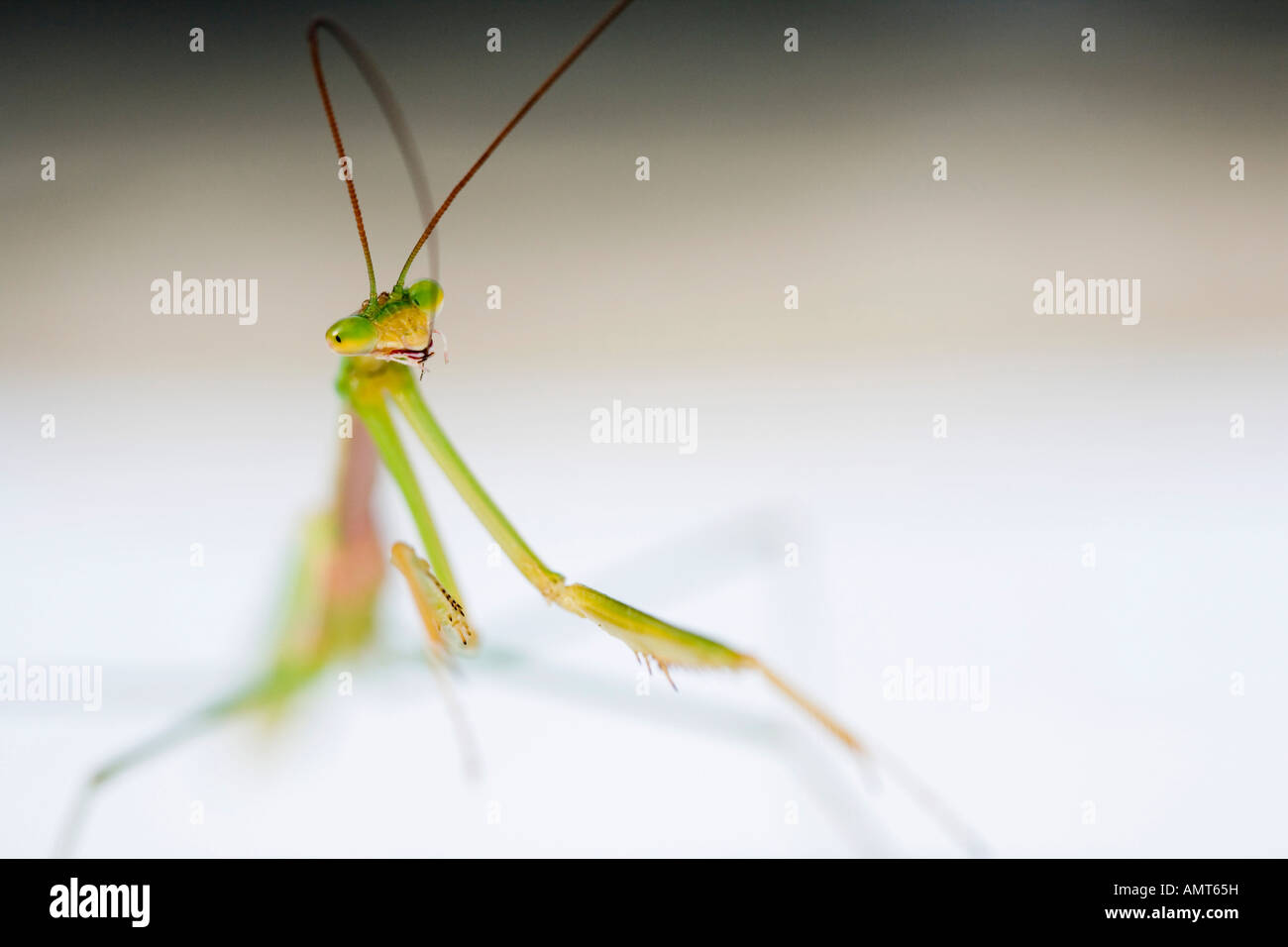 Praying mantis cleaning antennae Stock Photo - Alamy