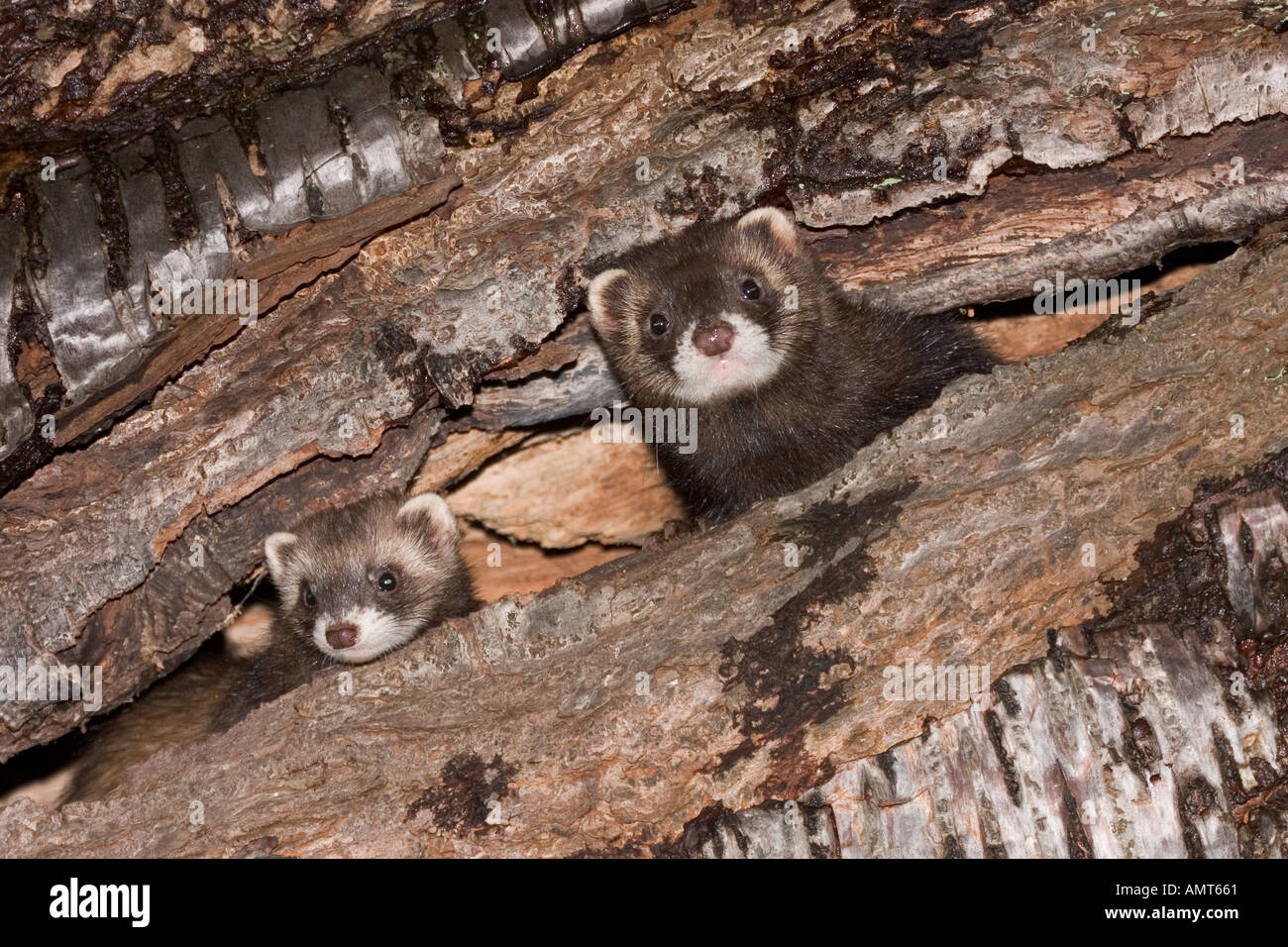 Pair of polecats Mustela putorius Stock Photo - Alamy