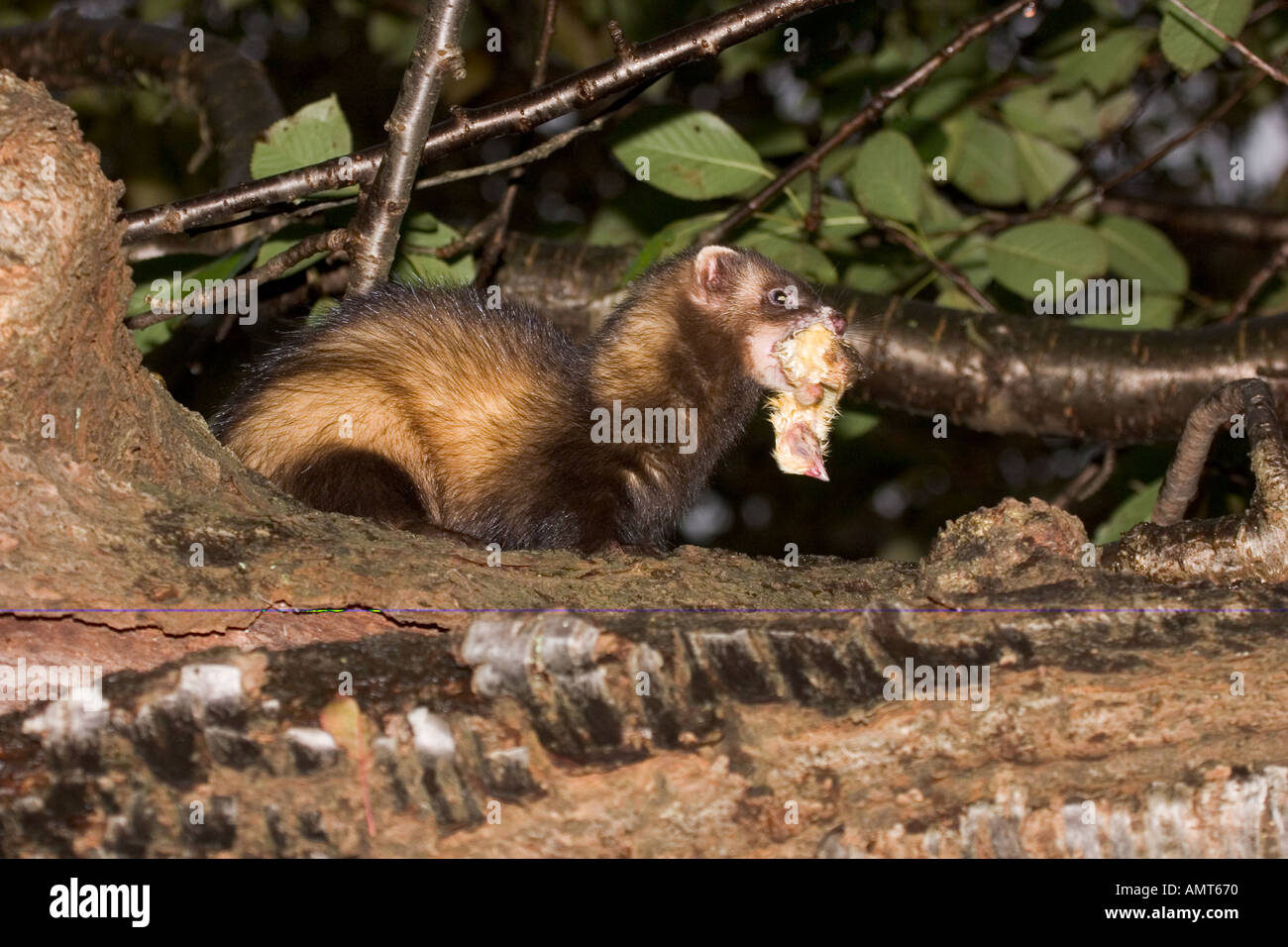 Polecat prey hi-res stock photography and images - Alamy