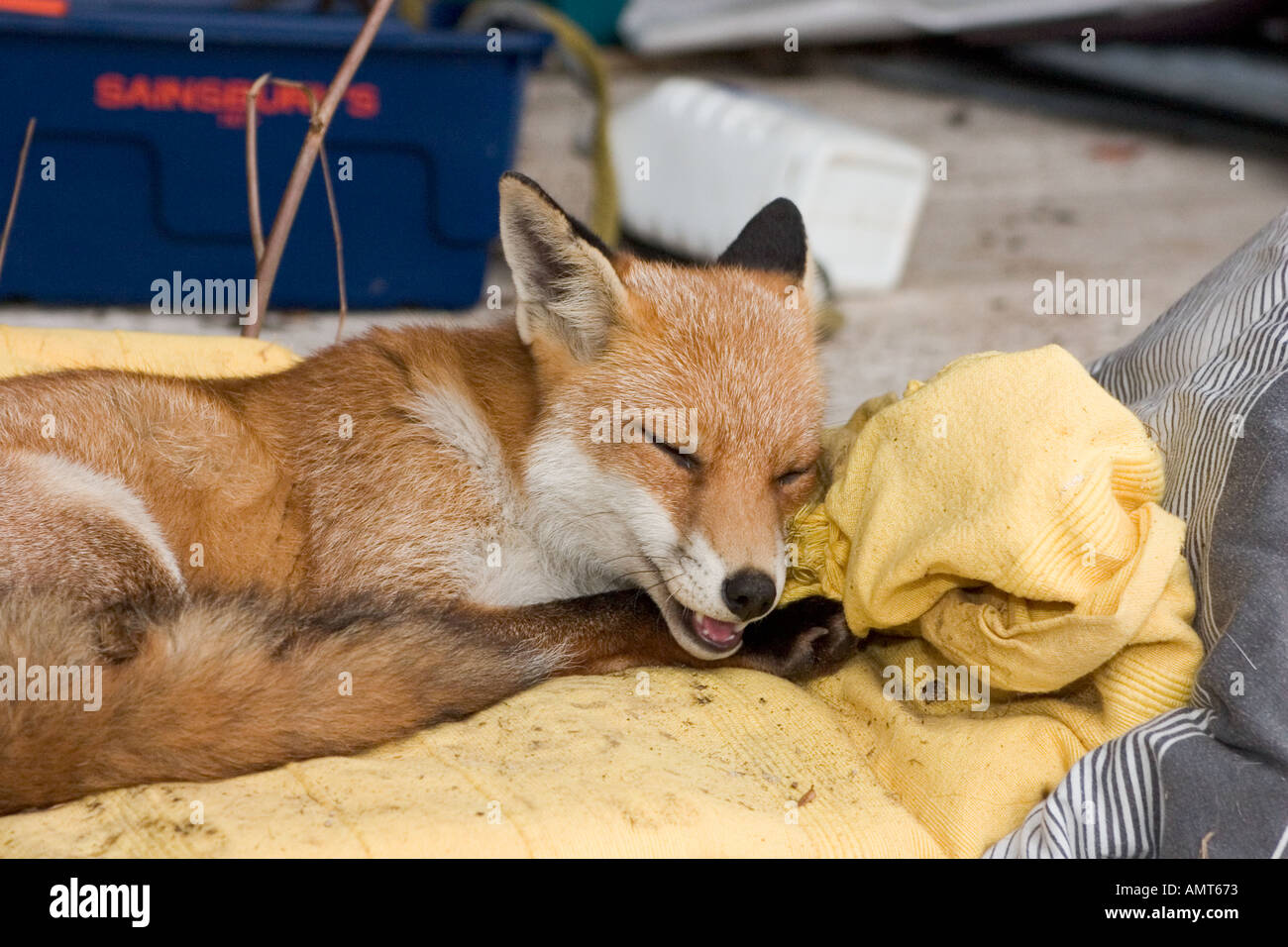 Sleepy red fox Stock Photo - Alamy