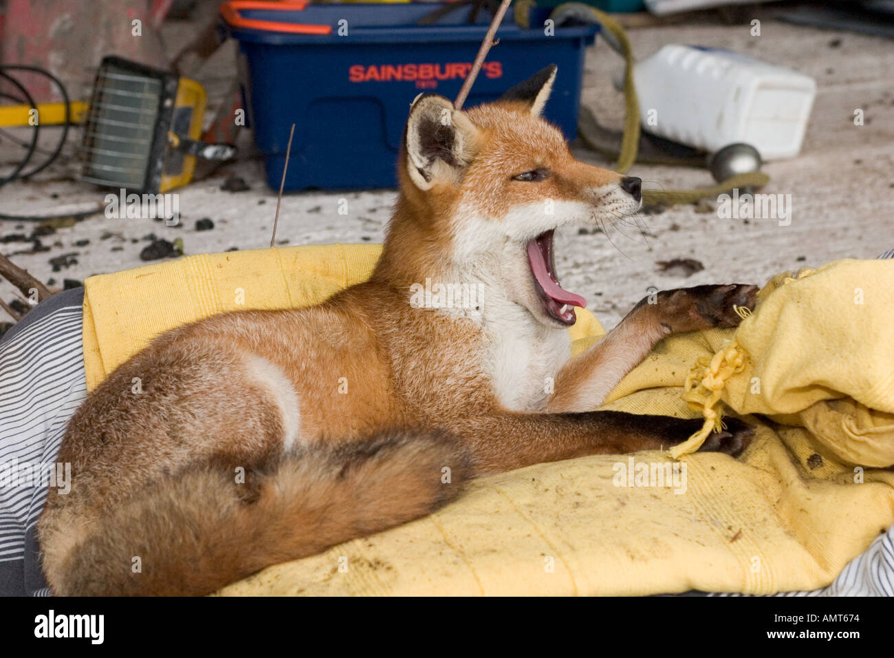 Red fox yawning Stock Photo - Alamy
