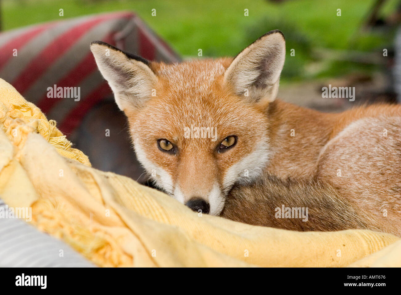 Young red fox gazing at camera Stock Photo - Alamy