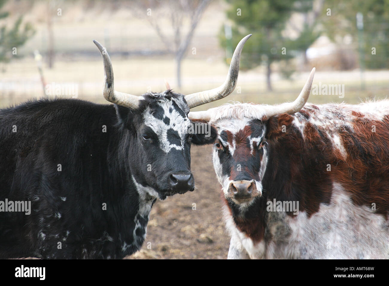 Colorful longhorn cows Stock Photo - Alamy