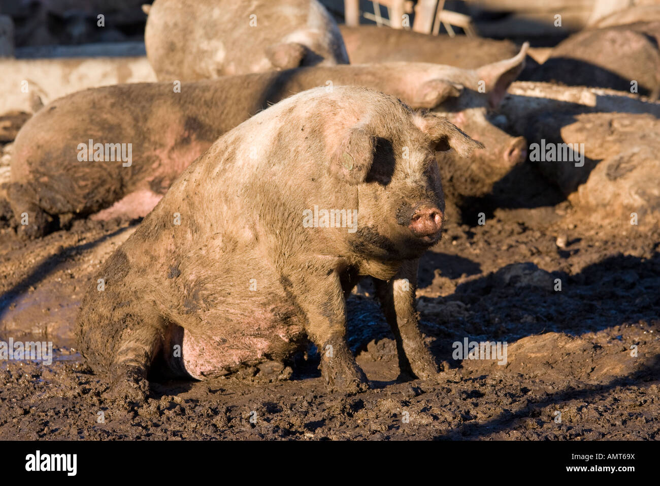 Fat pig in pig sty sitting in mud Stock Photo - Alamy