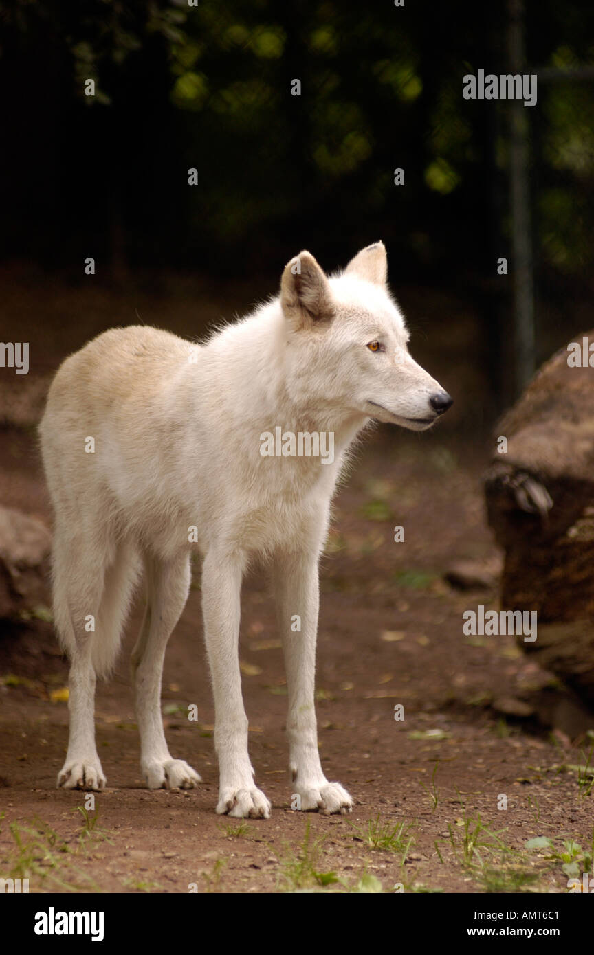 Arctic wolf Stock Photo - Alamy