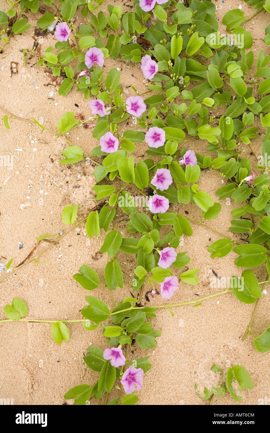 Morning glories hi-res stock photography and images - Alamy