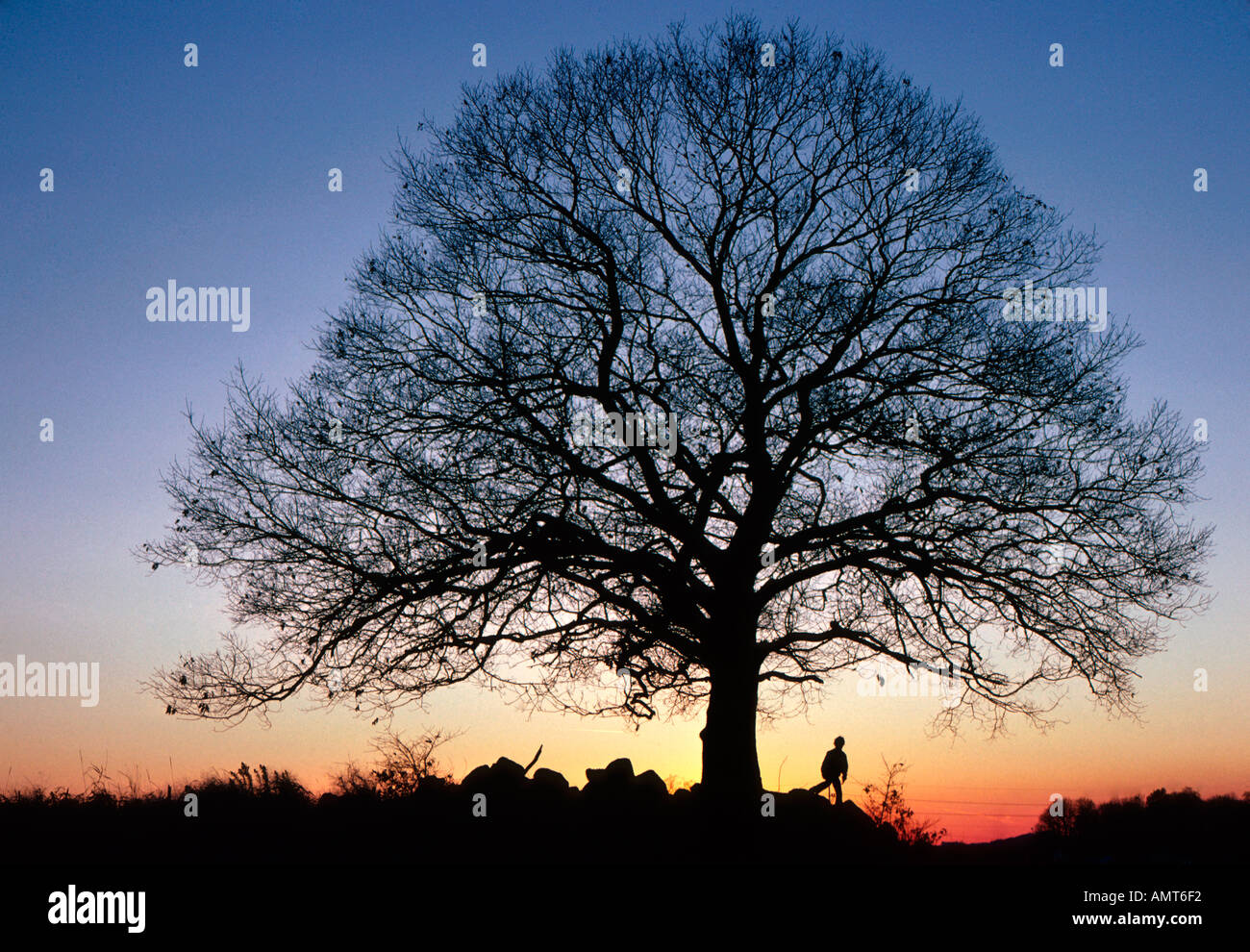 Great elm tree Stock Photo - Alamy