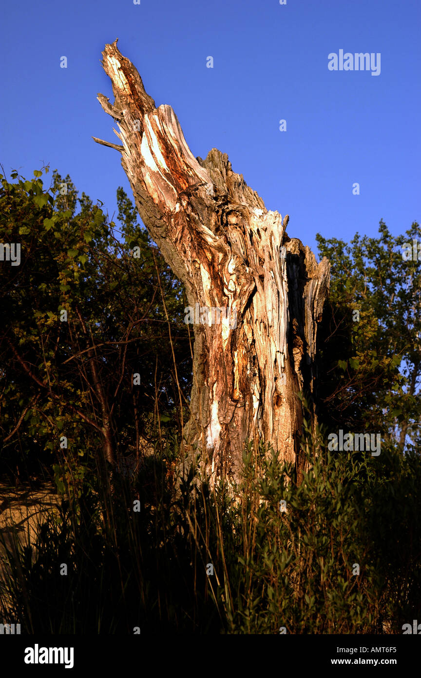 Wasted tree hi-res stock photography and images - Alamy
