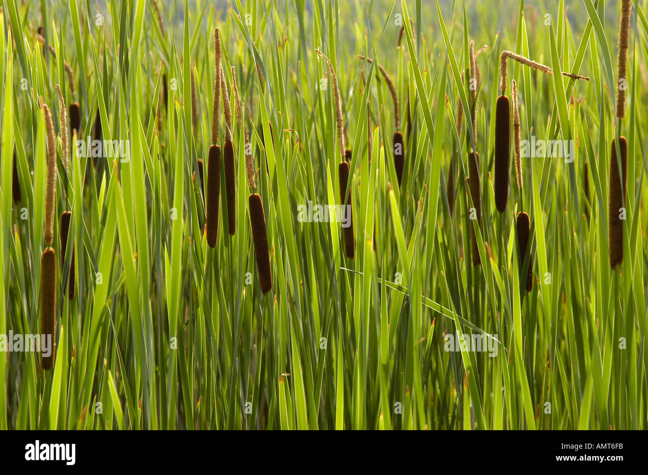 Cattails in swamp Stock Photo - Alamy