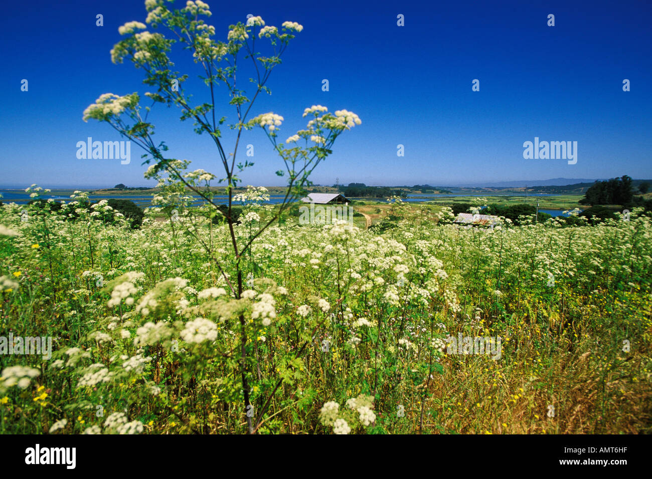California, Moss Landing, Elkhorn Slough Reserve Stock Photo - Alamy