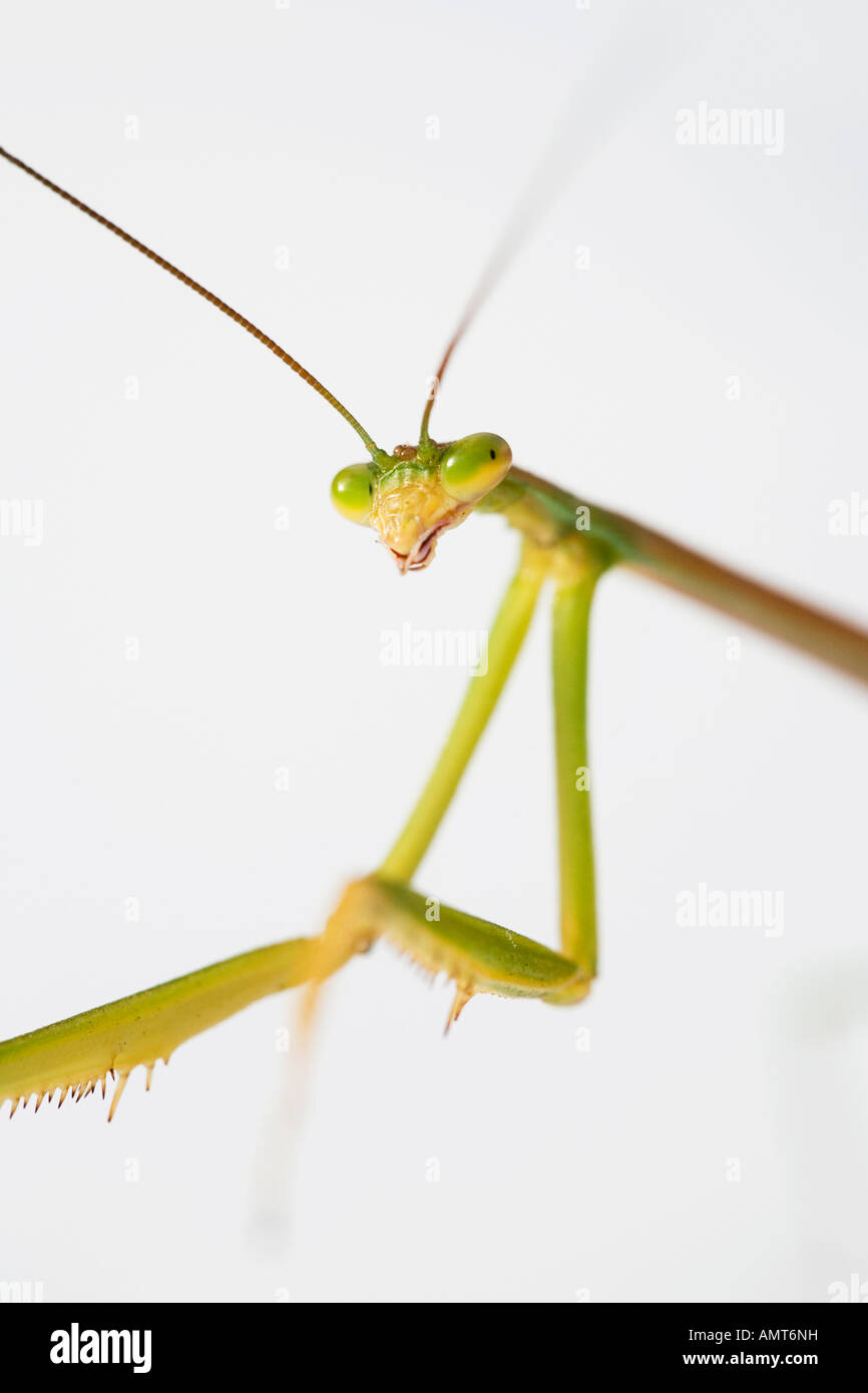 Praying mantis portrait on white Stock Photo - Alamy