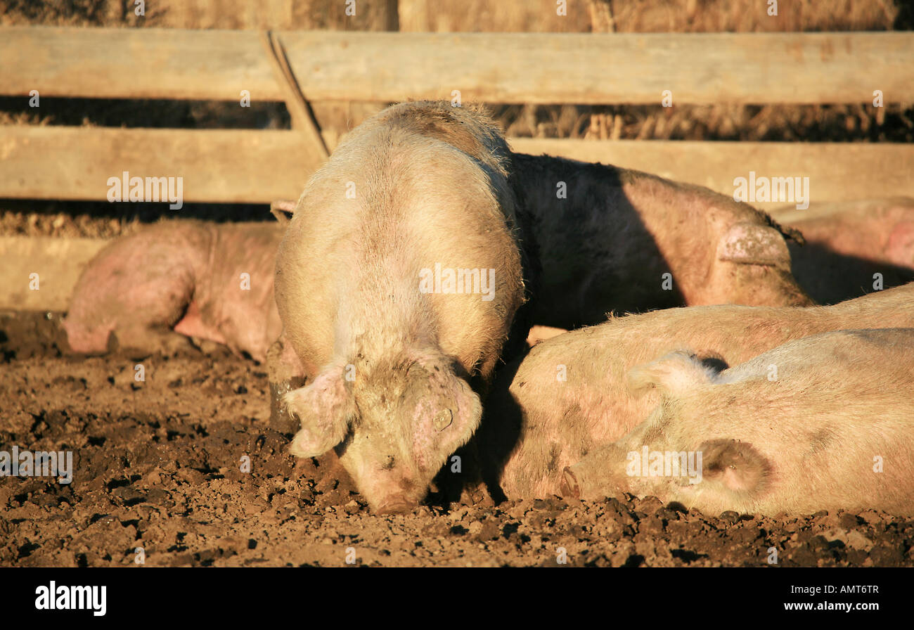 Muddy pigs pig sty hi-res stock photography and images - Alamy