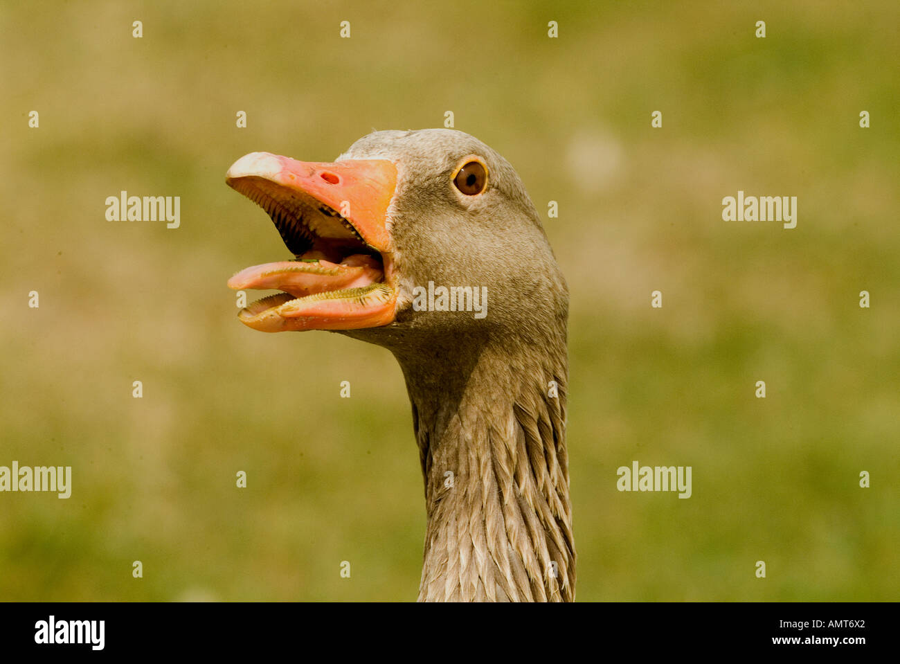 Portrait grey goose hi-res stock photography and images - Alamy