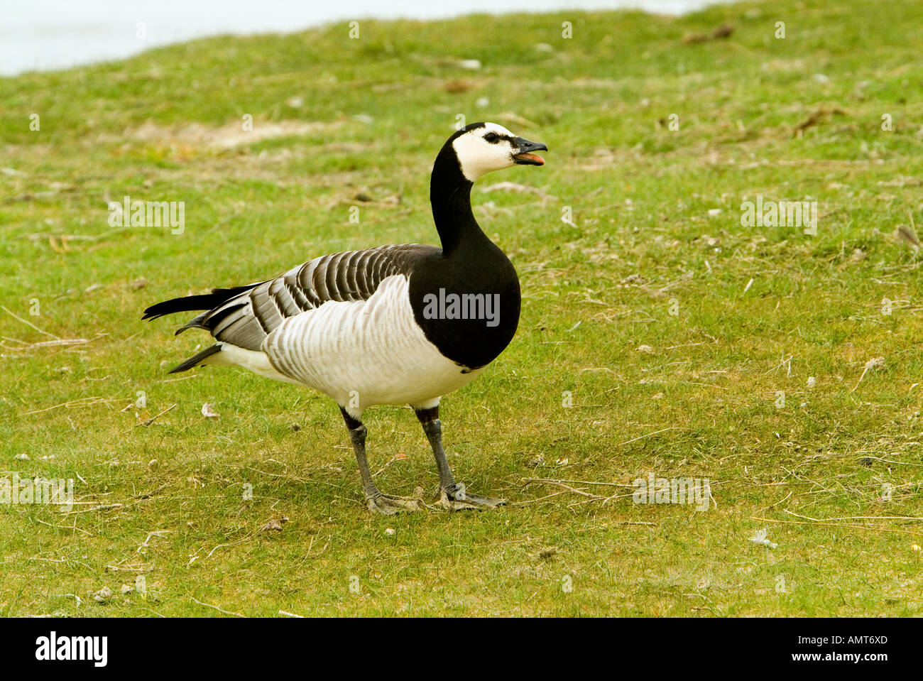 Barnacle Goose Europe Stock Photo - Alamy