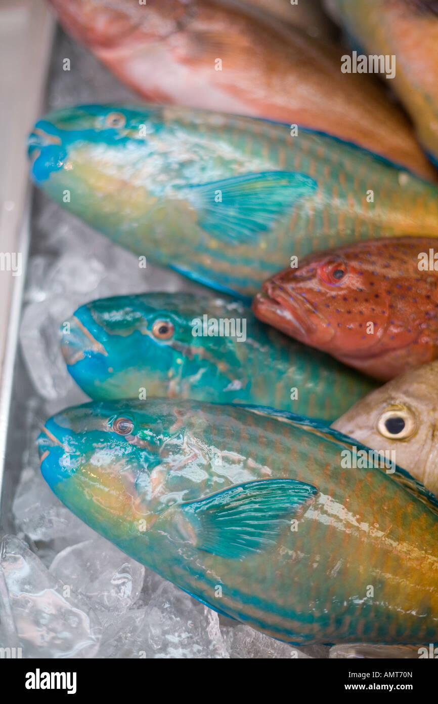 Colorful fish displayed Stock Photo - Alamy
