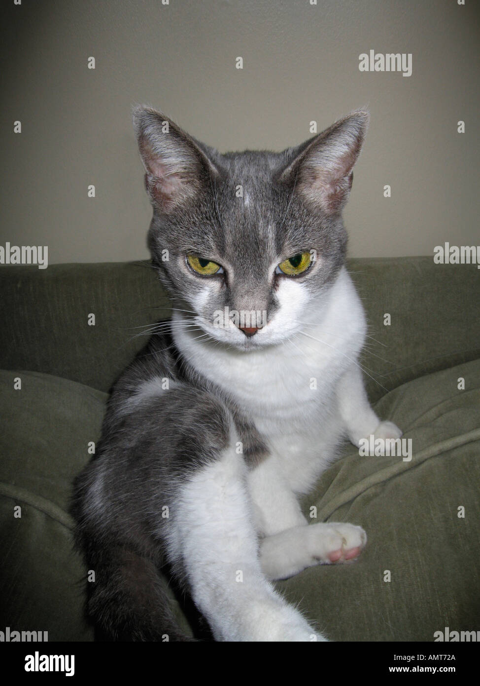 Cat with an attitude Stock Photo - Alamy