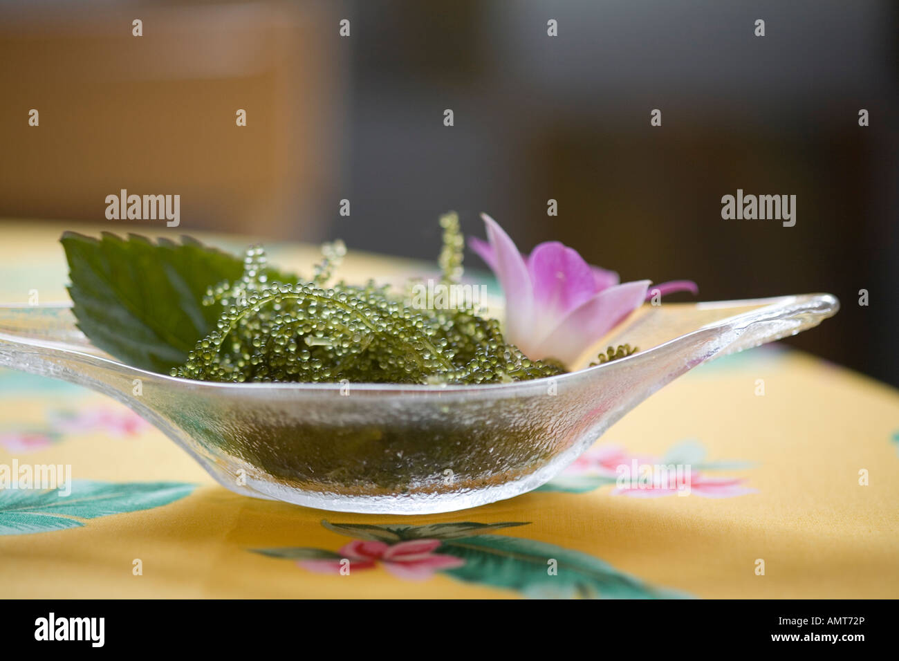 Sea grape, Caulerpa lentillifera Stock Photo - Alamy