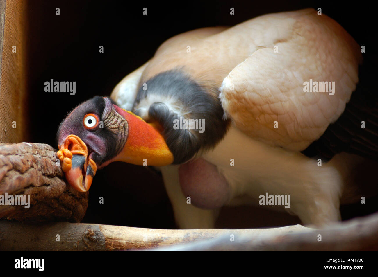 Captive King Vulture Stock Photo - Alamy