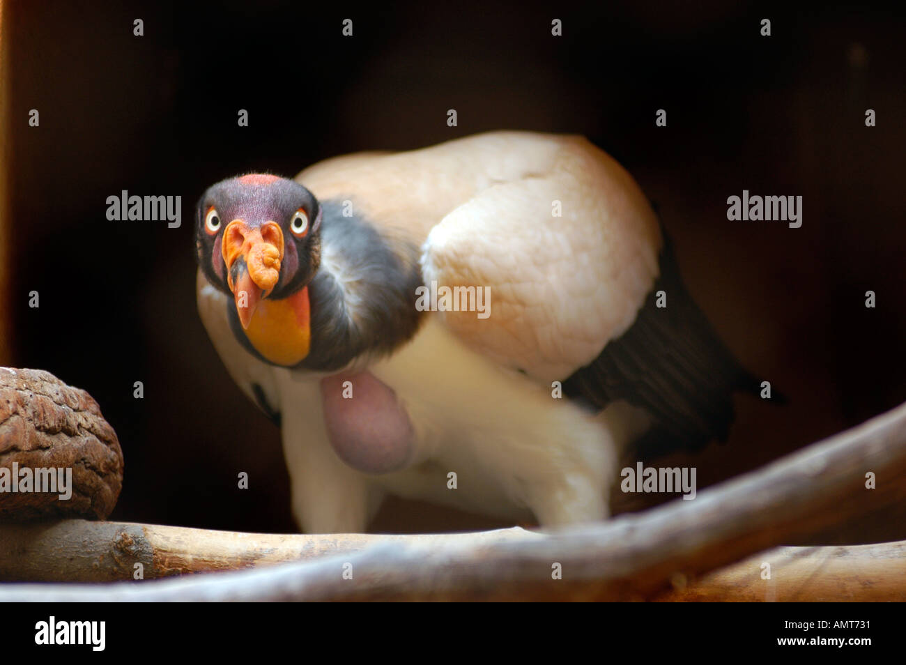 Vulture talon hi-res stock photography and images - Alamy