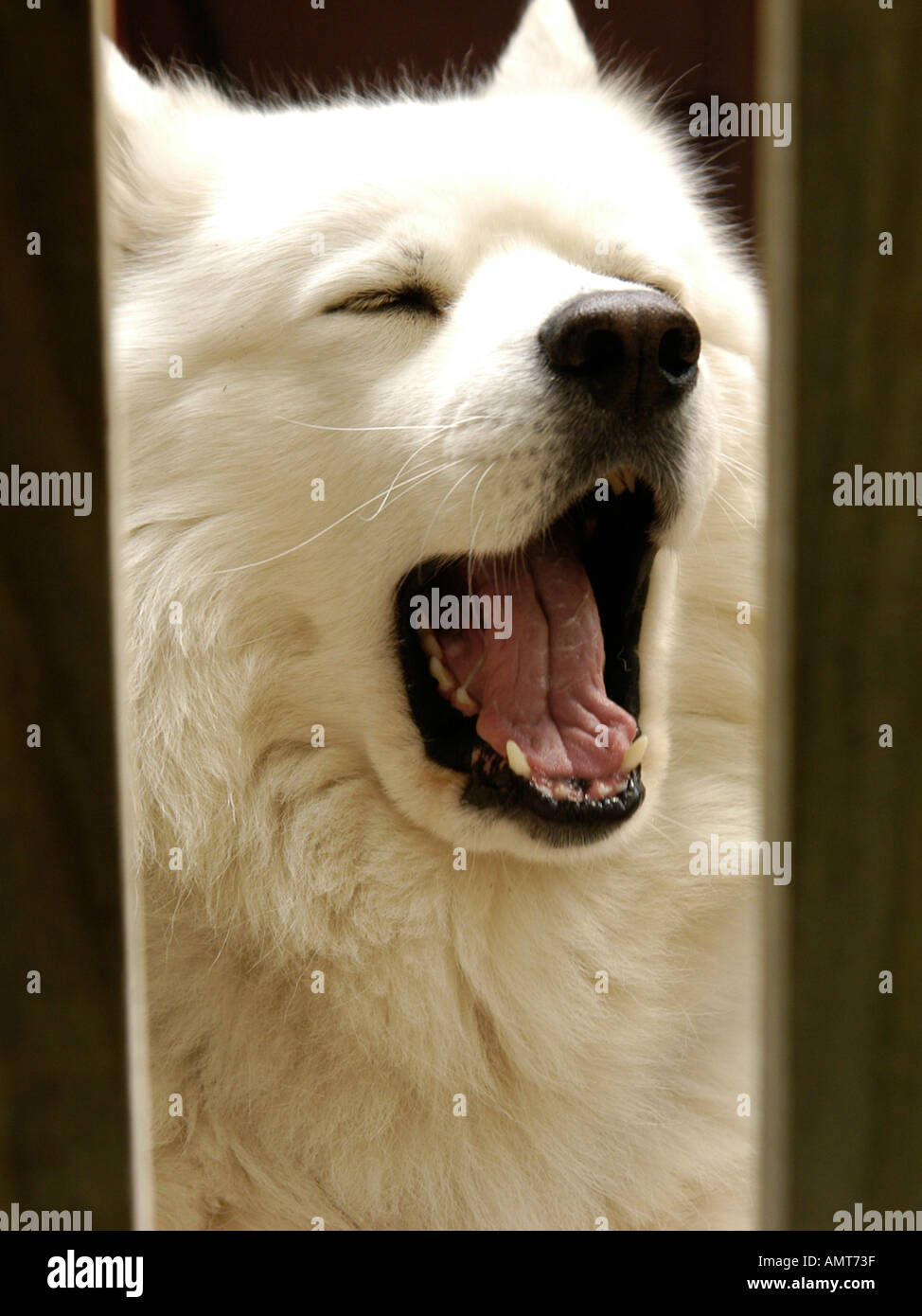 Samoyed dog yawning Stock Photo - Alamy