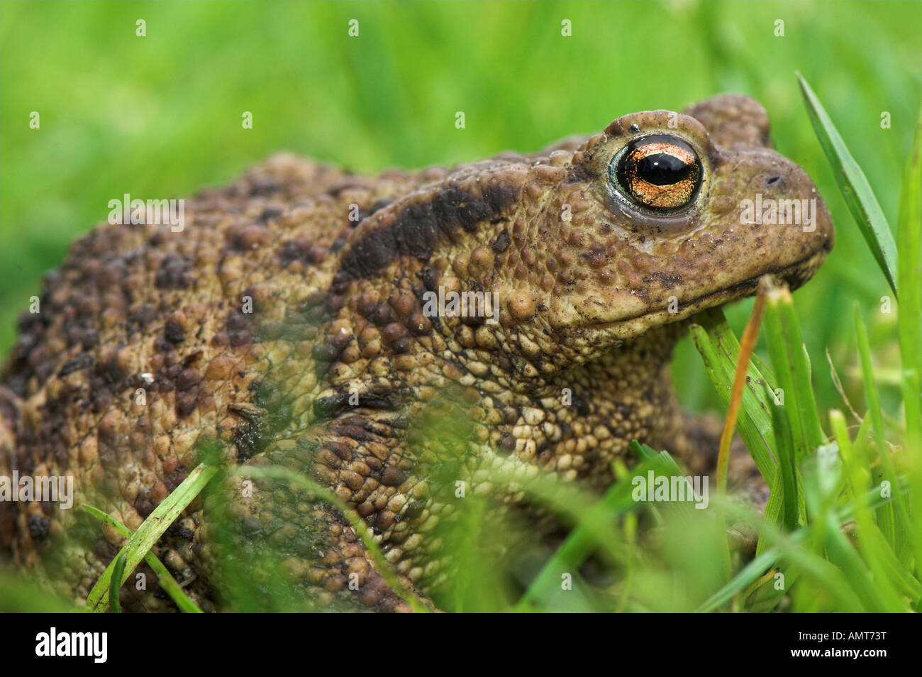 Garden toad hi-res stock photography and images - Alamy