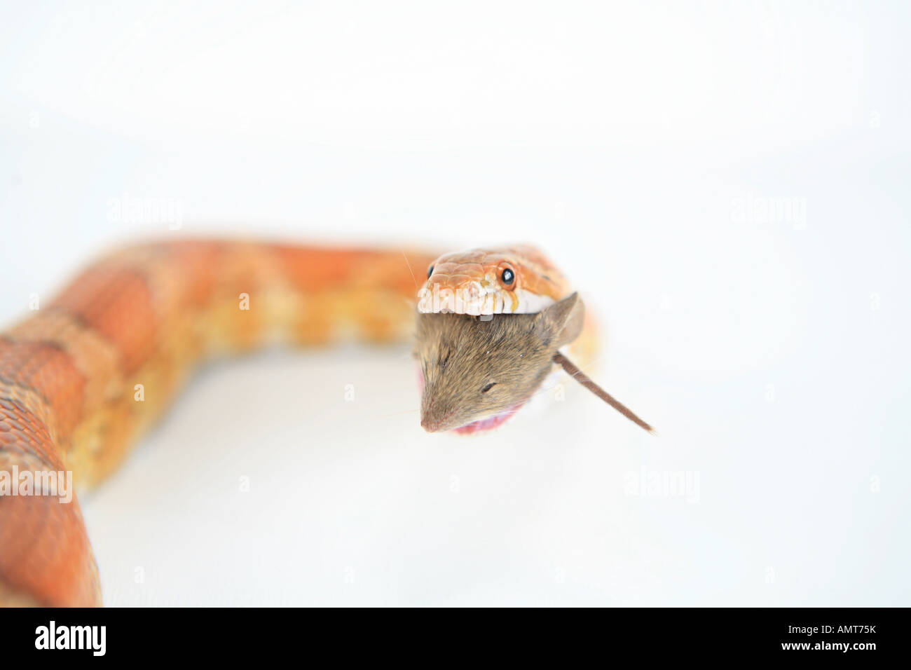 Snake swallowing mouse hi-res stock photography and images - Alamy