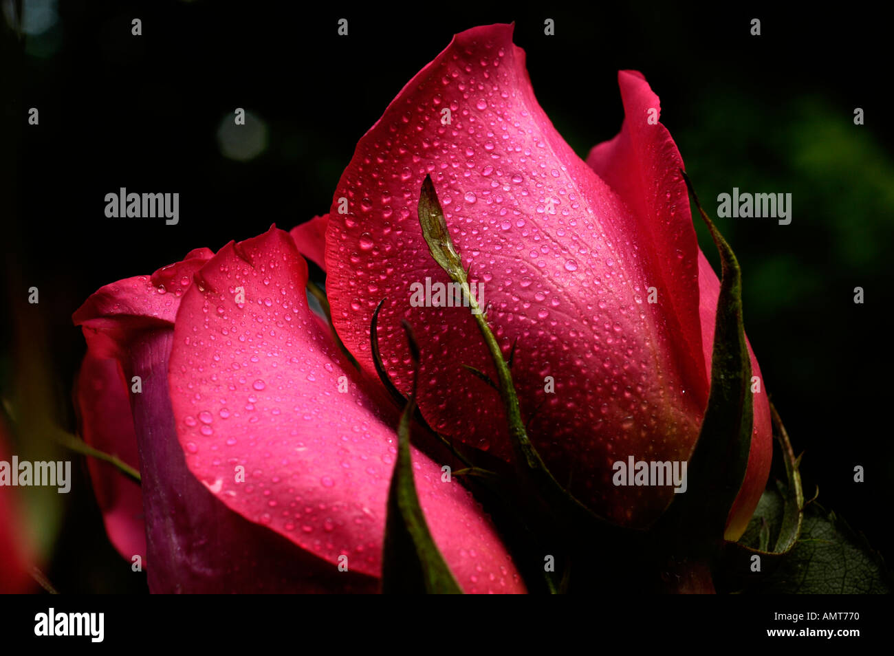Two red roses Stock Photo - Alamy
