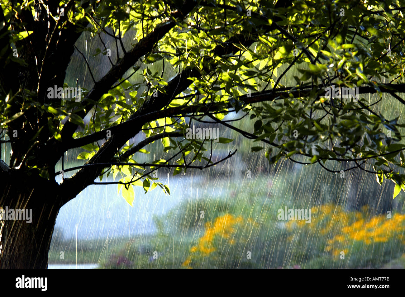 Spring shower Stock Photo - Alamy