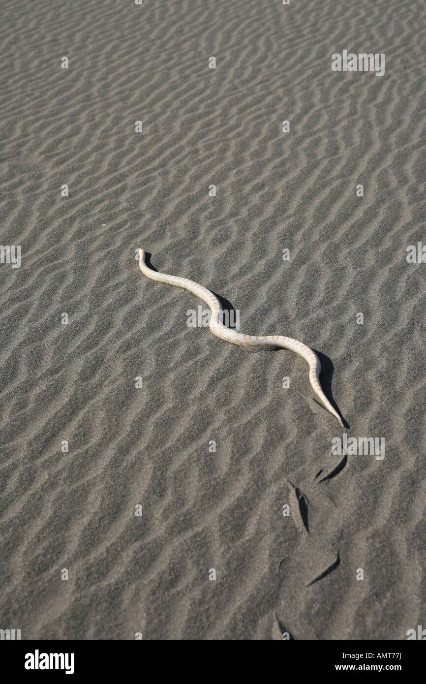 White corn snake in the desert sand Stock Photo - Alamy
