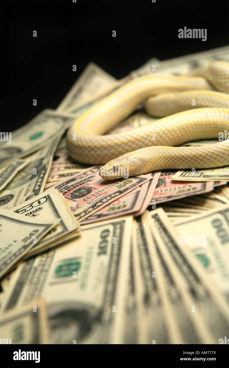 White snake crawling on top of a pile of cash on black background Stock ...