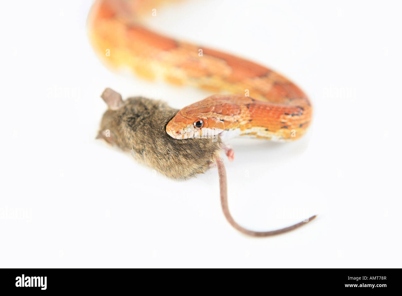 An orange corn snake swallowing a brown mouse isolated on white ...