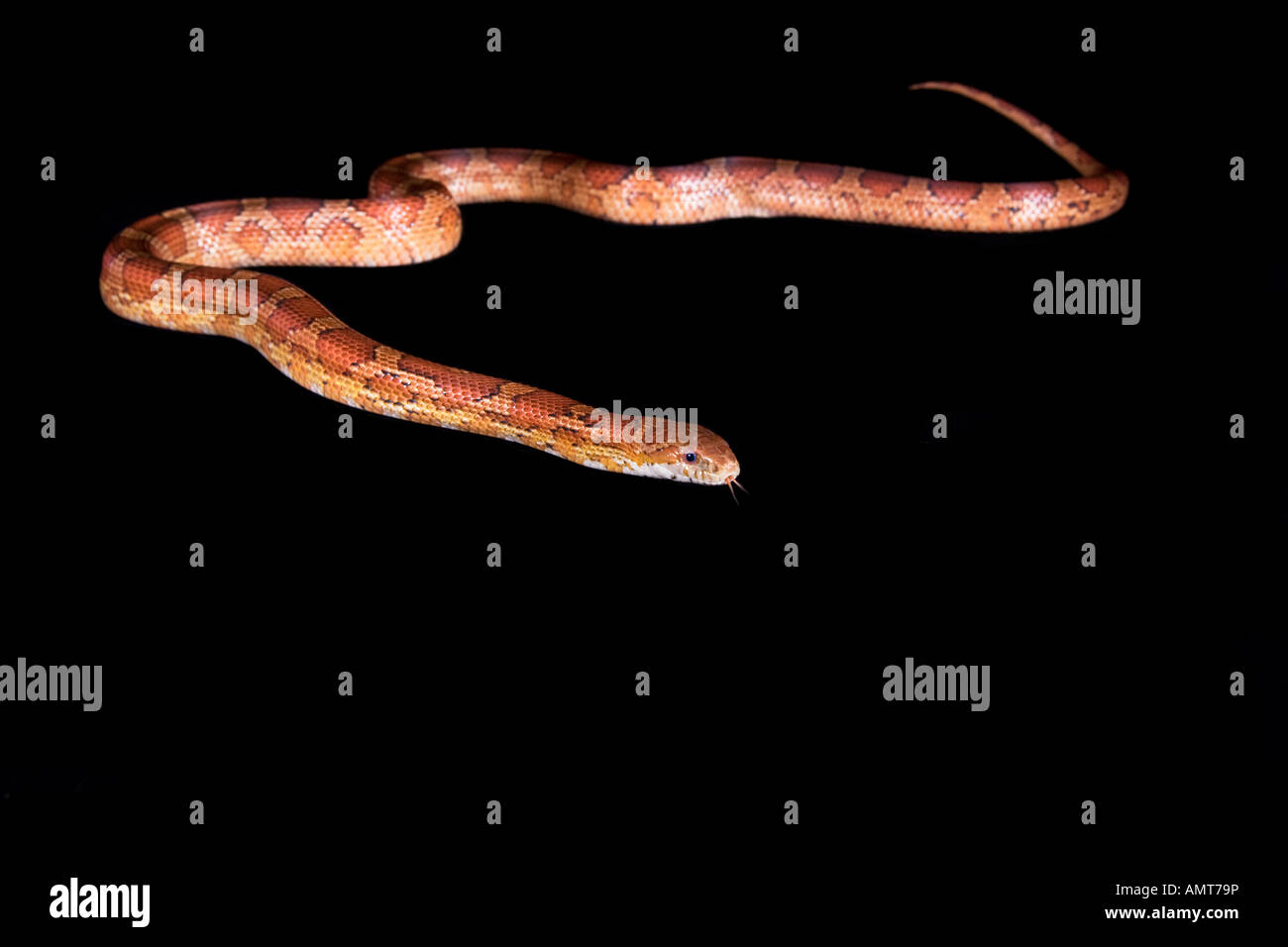 Orange corn snake isolated on black background Stock Photo - Alamy