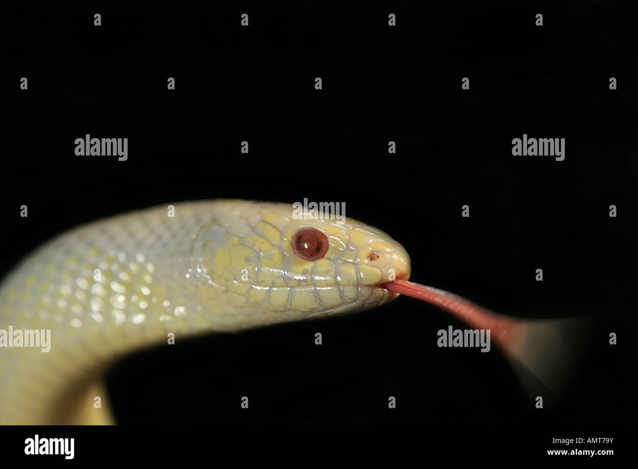 White Kingsnake isolated on black Stock Photo - Alamy